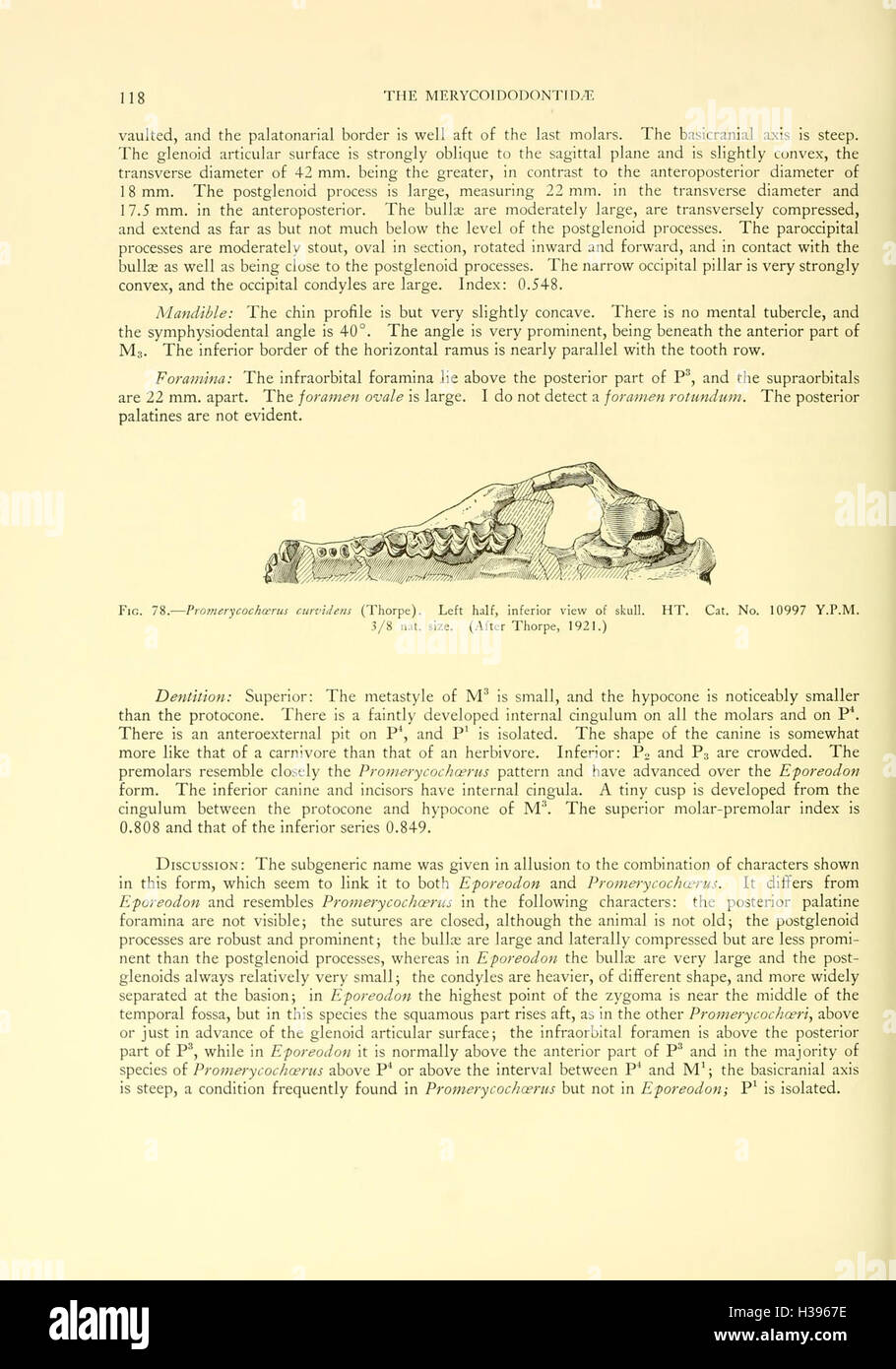 This work focuses on the Merycoidodontidae, an extinct family of ...