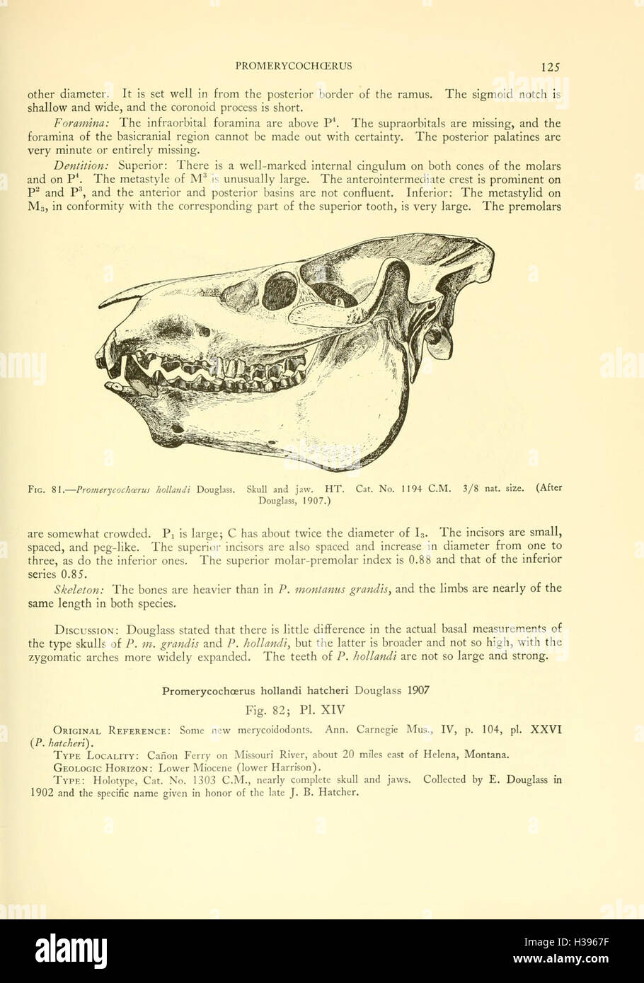 This work explores the Merycoidodontidae, an extinct family of ruminant ...