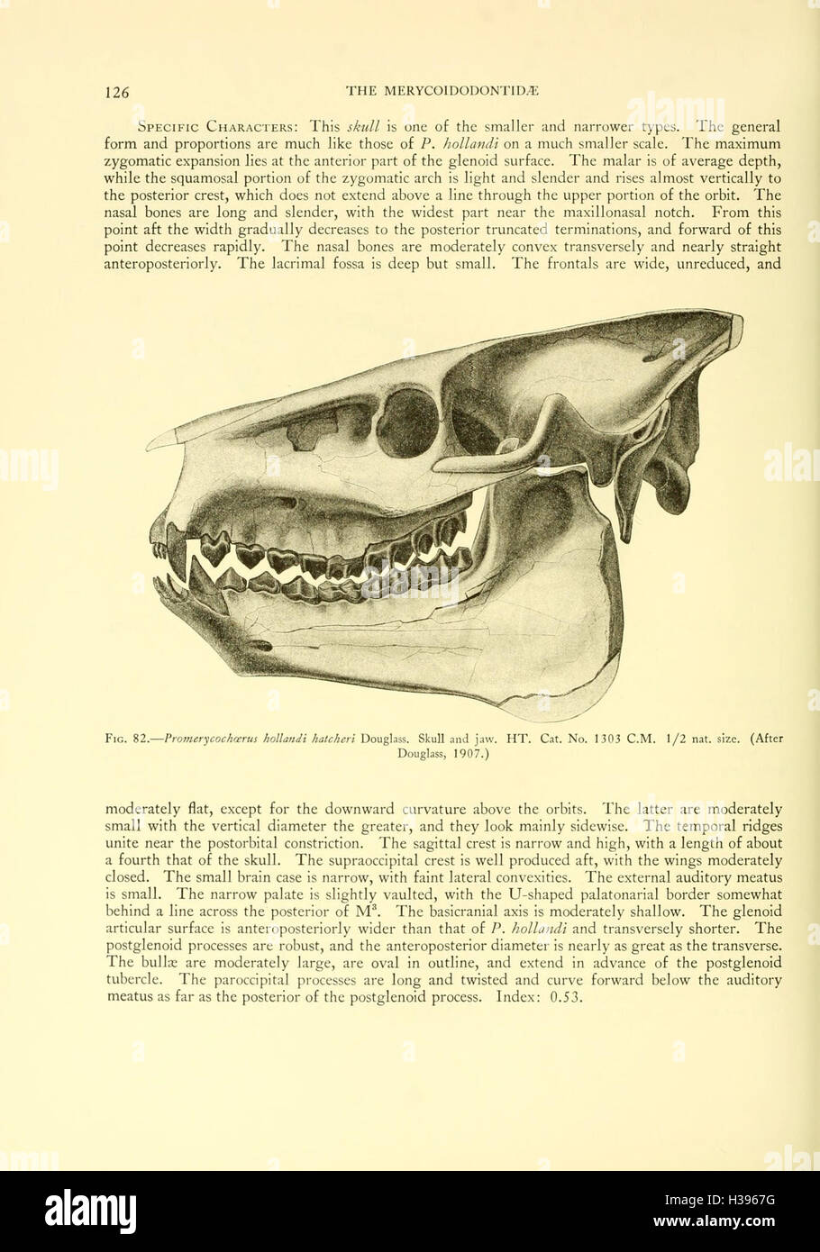 This text covers the Merycoidodontidae, an extinct group of ruminant ...