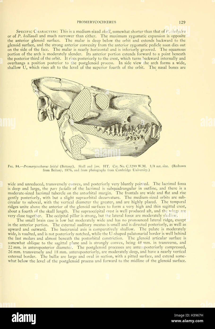 This page focuses on the Merycoidodontidae, an extinct family of ...