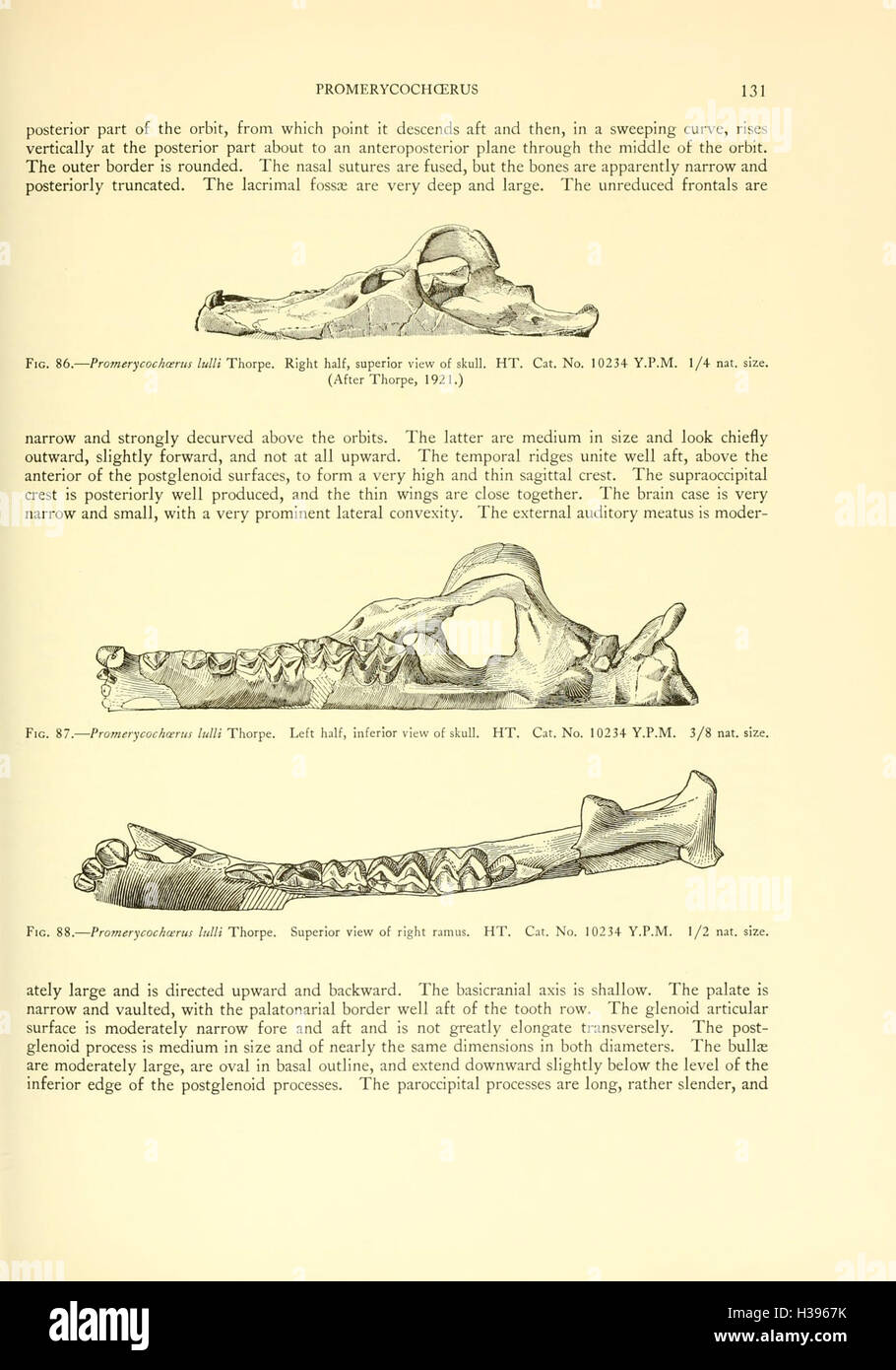 This page describes the Merycoidodontidae, an extinct family of ...