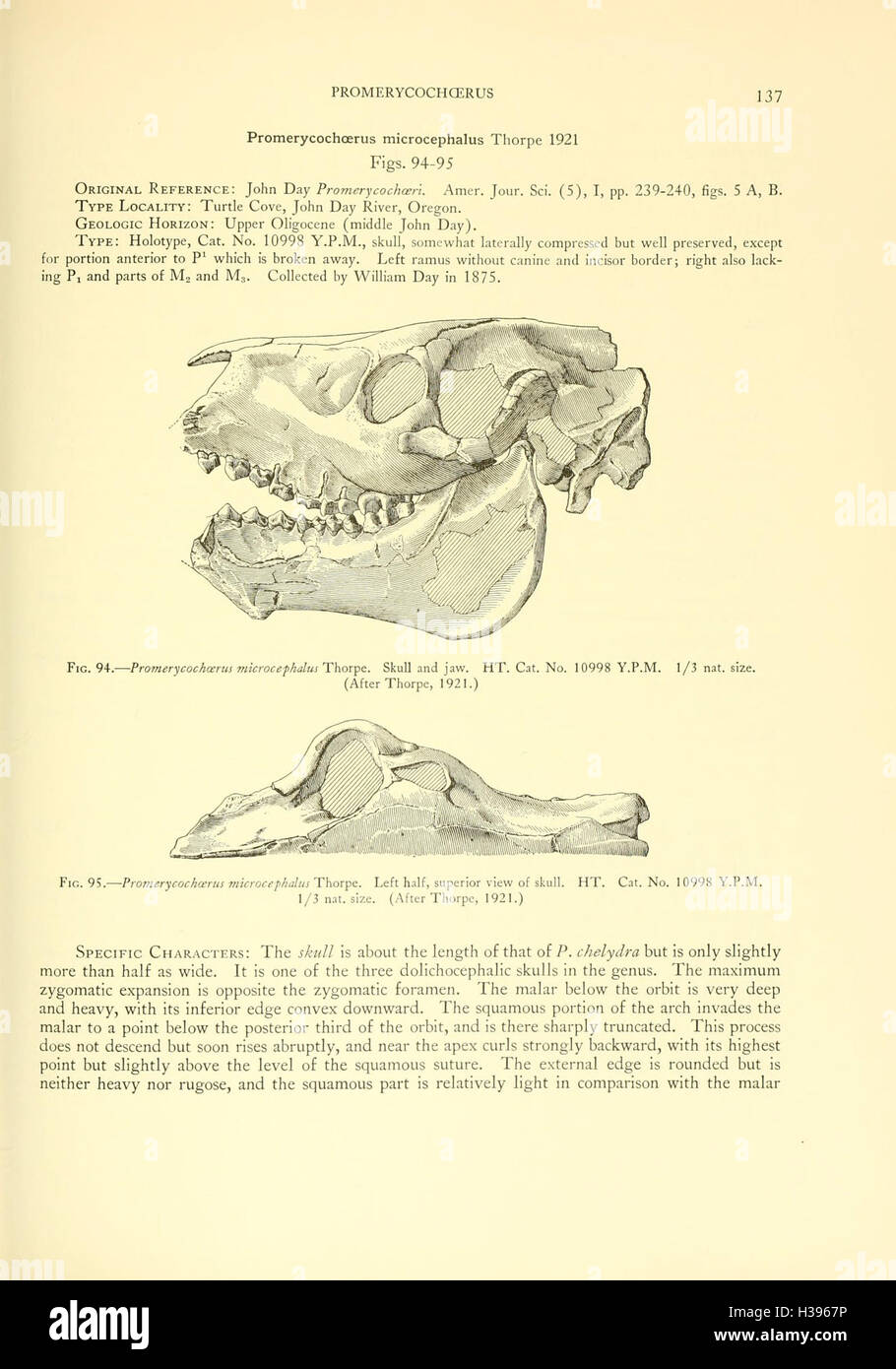 This study covers the extinct family Merycoidodontidae, a group of ...
