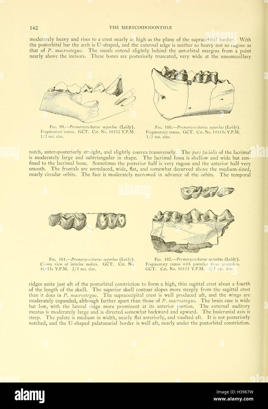 This page focuses on the Merycoidodontidae, an extinct family of ...