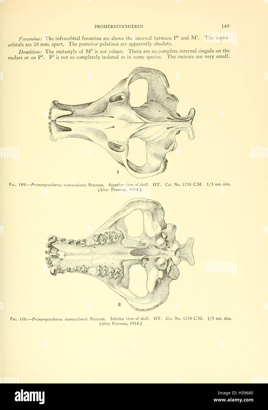 This page discusses the Merycoidodontidae, an extinct family of ...
