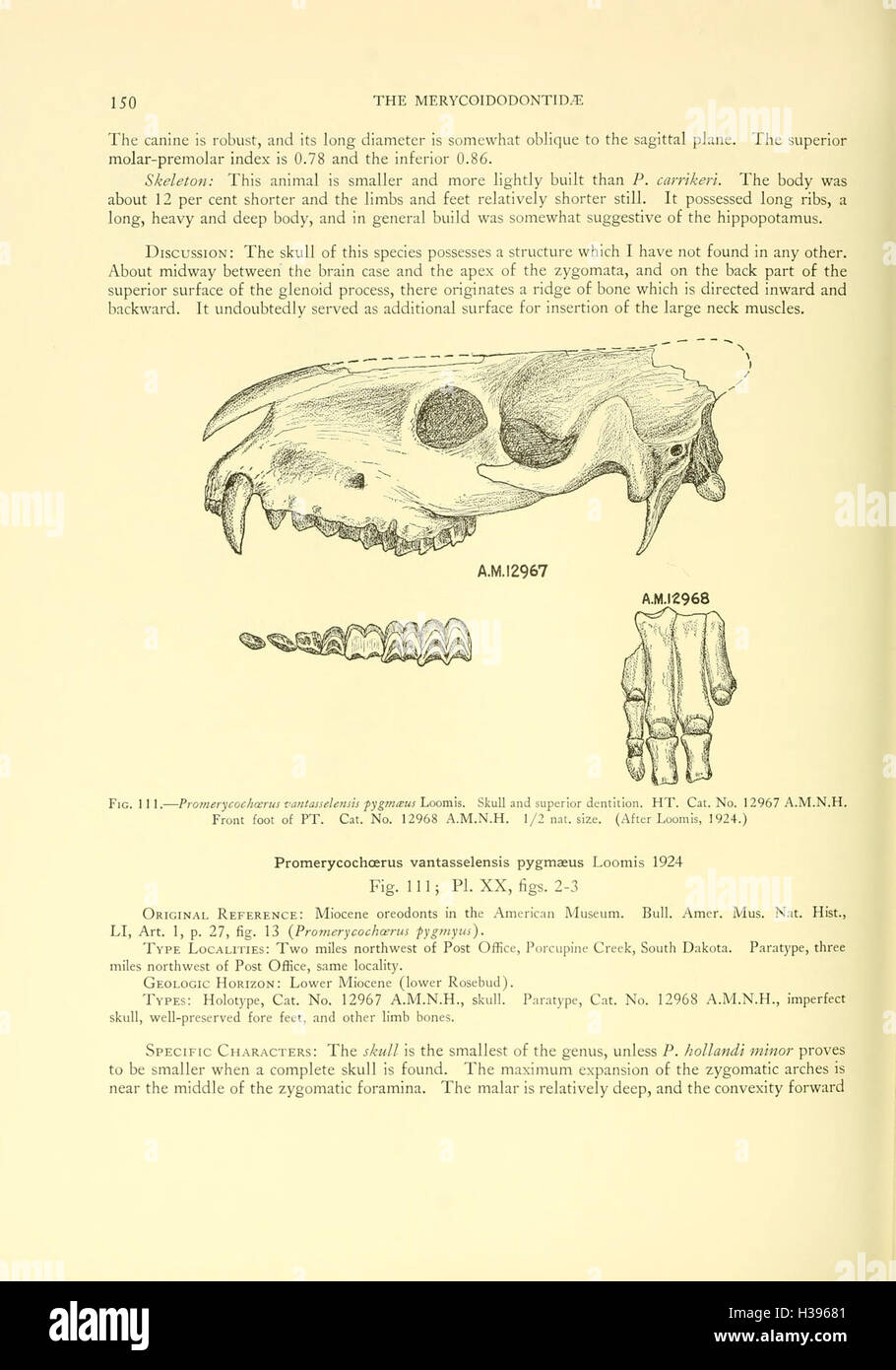 A study on the extinct family Merycoidodontidae, focusing on their ...