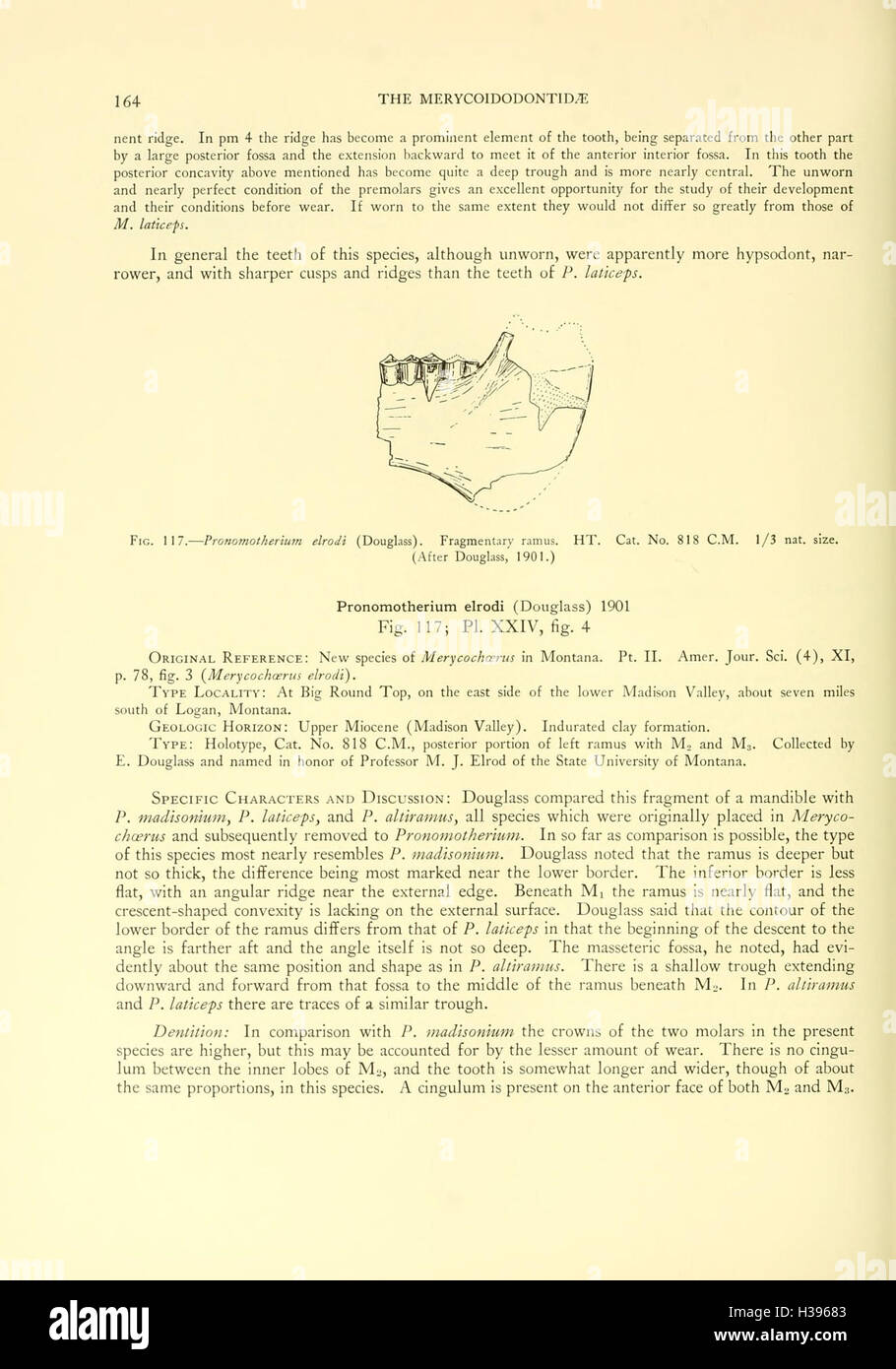 The Merycoidodontidae, an extinct group of ruminant mammals (Page 164 ...