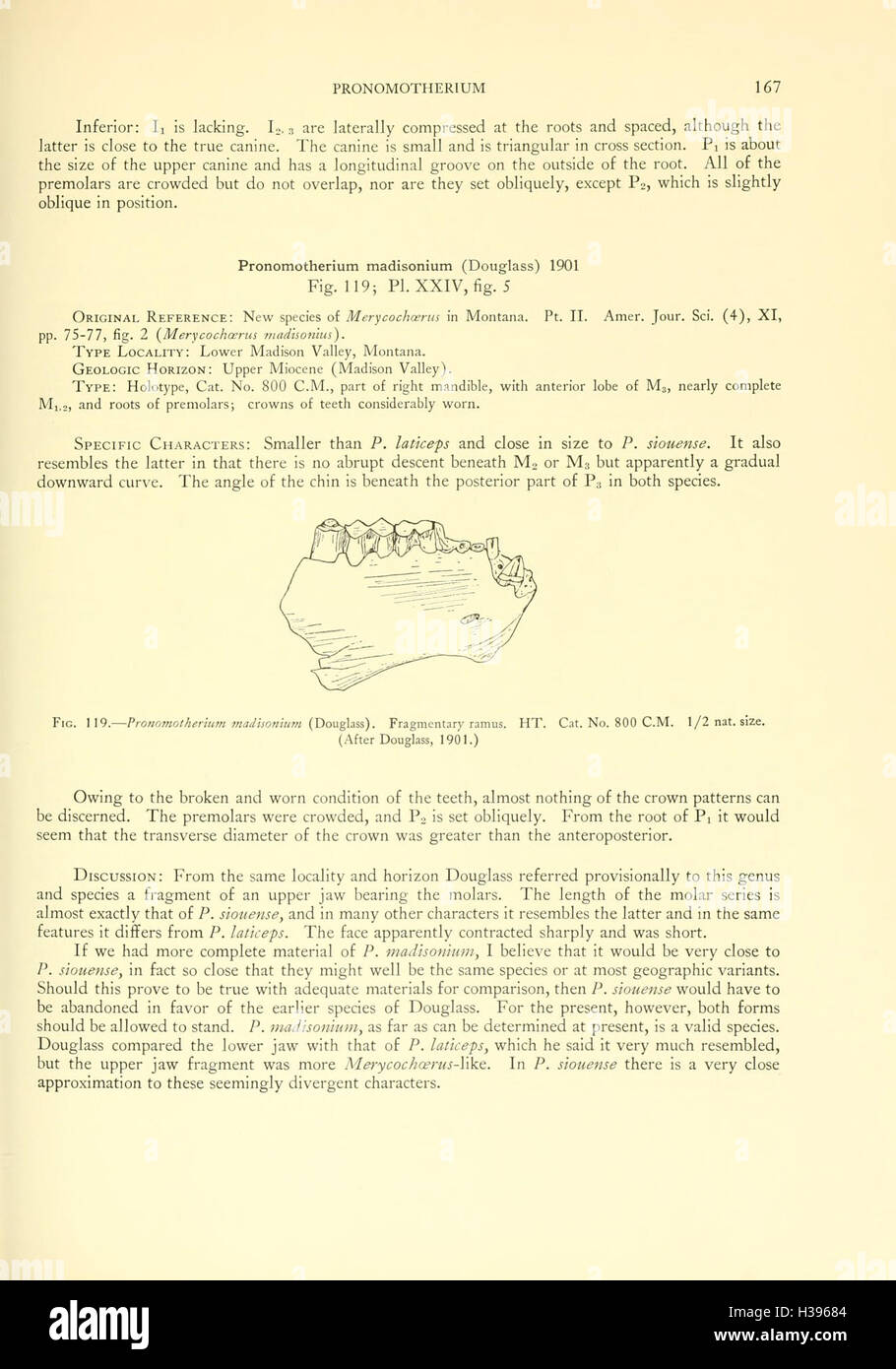 Merycoidodontidae hi-res stock photography and images - Alamy