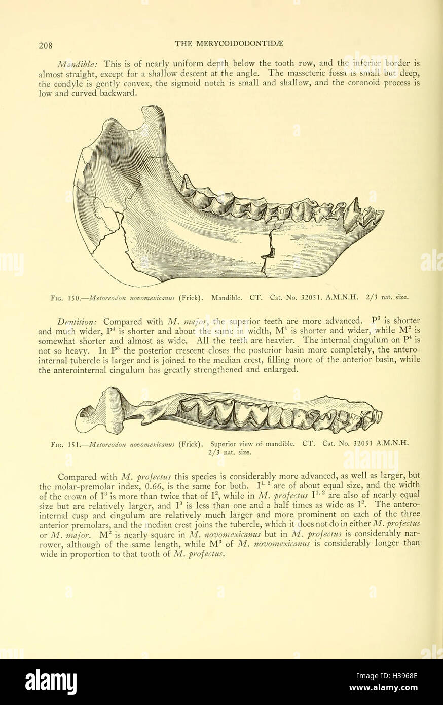 This text discusses the Merycoidodontidae, an extinct family of ...
