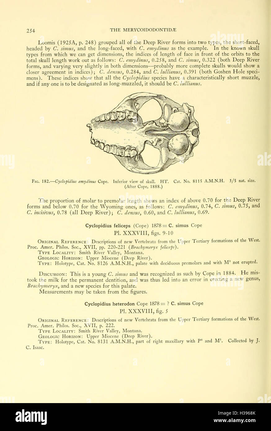 The Merycoidodontidae, an extinct group of ruminant mammals (Page 254 ...