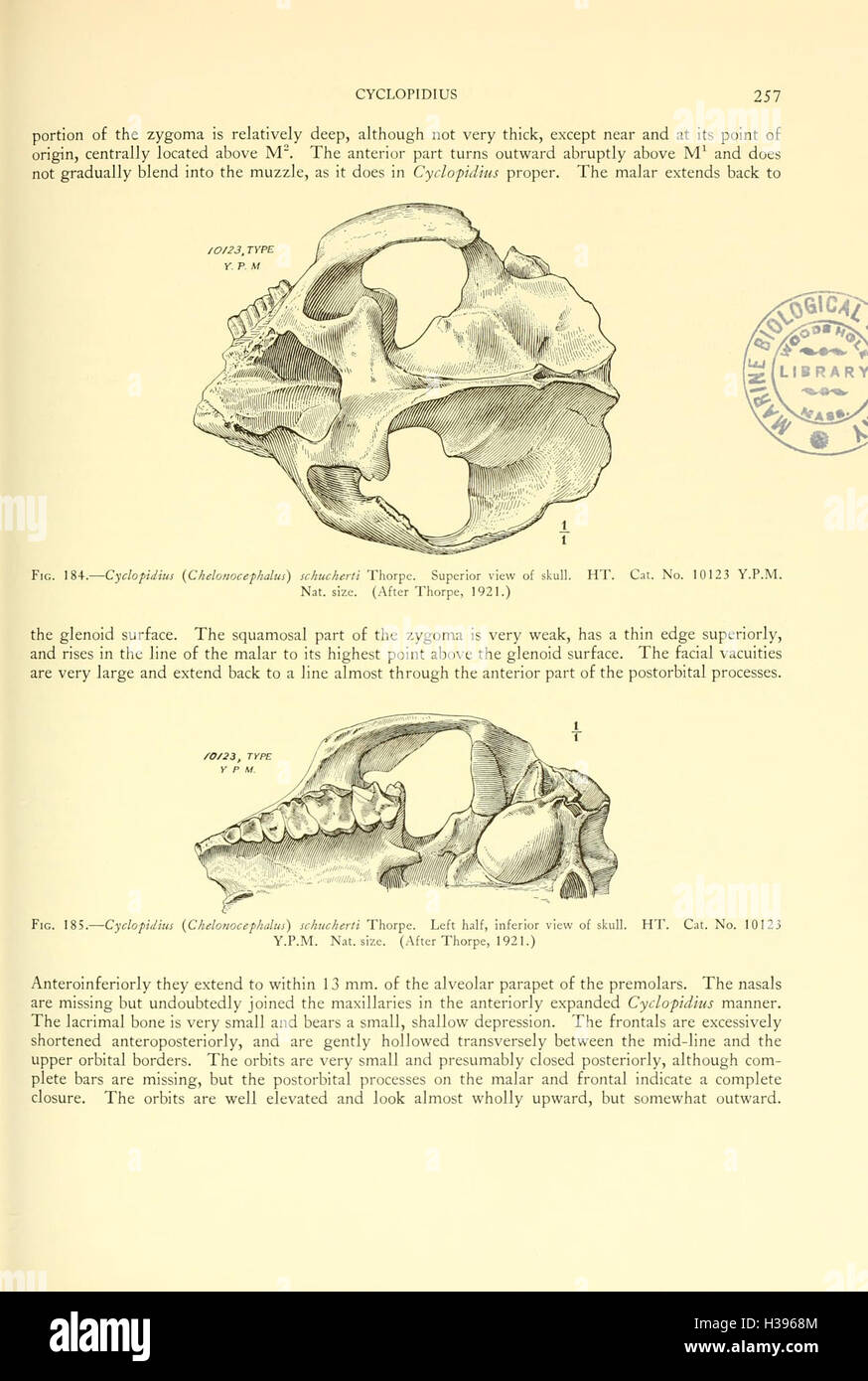 The Merycoidodontidae, an extinct group of ruminant mammals (Page 257 ...
