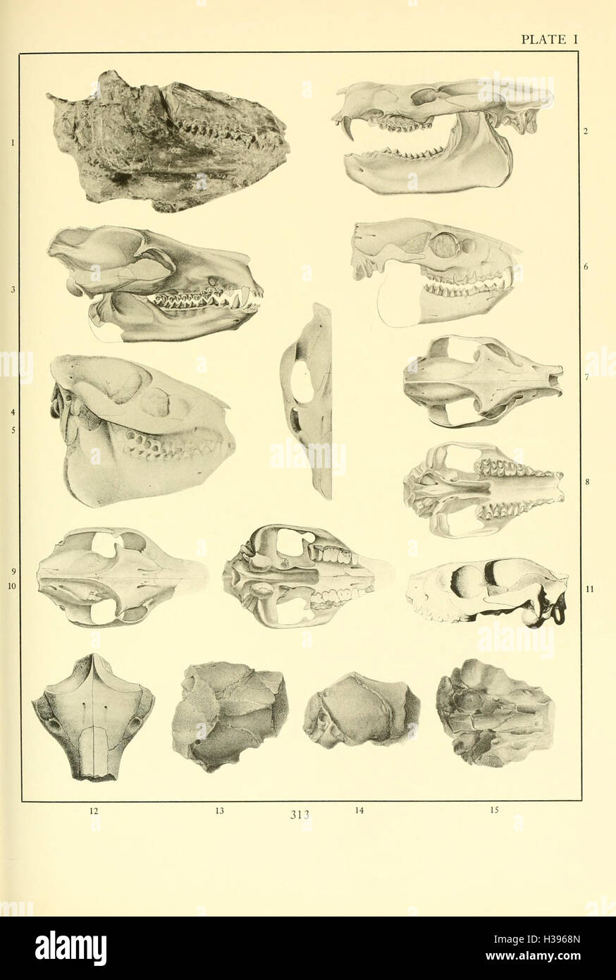 The Merycoidodontidae, an extinct group of ruminant mammals (Page 313 ...