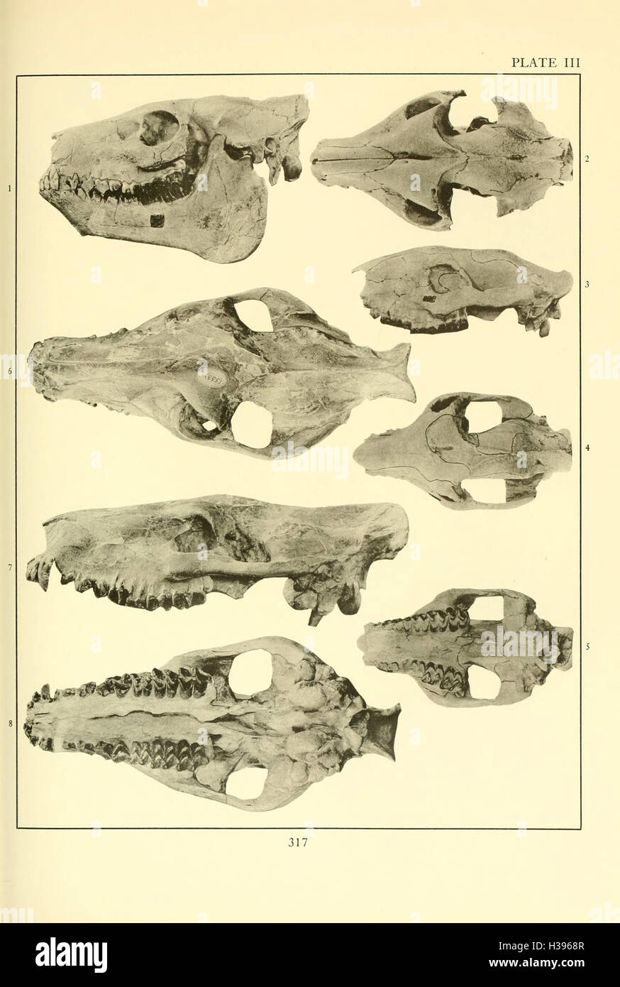 The Merycoidodontidae, an extinct group of ruminant mammals (Page 317 ...