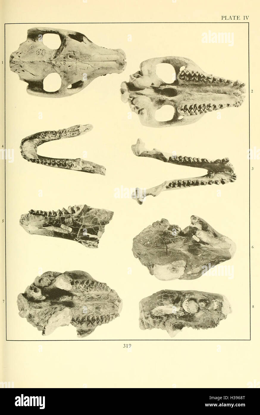 This text explores the Merycoidodontidae, an extinct family of ruminant ...