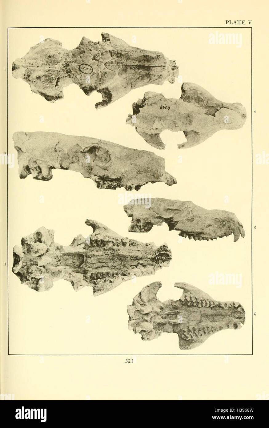 The Merycoidodontidae, an extinct group of ruminant mammals (Page 321 ...