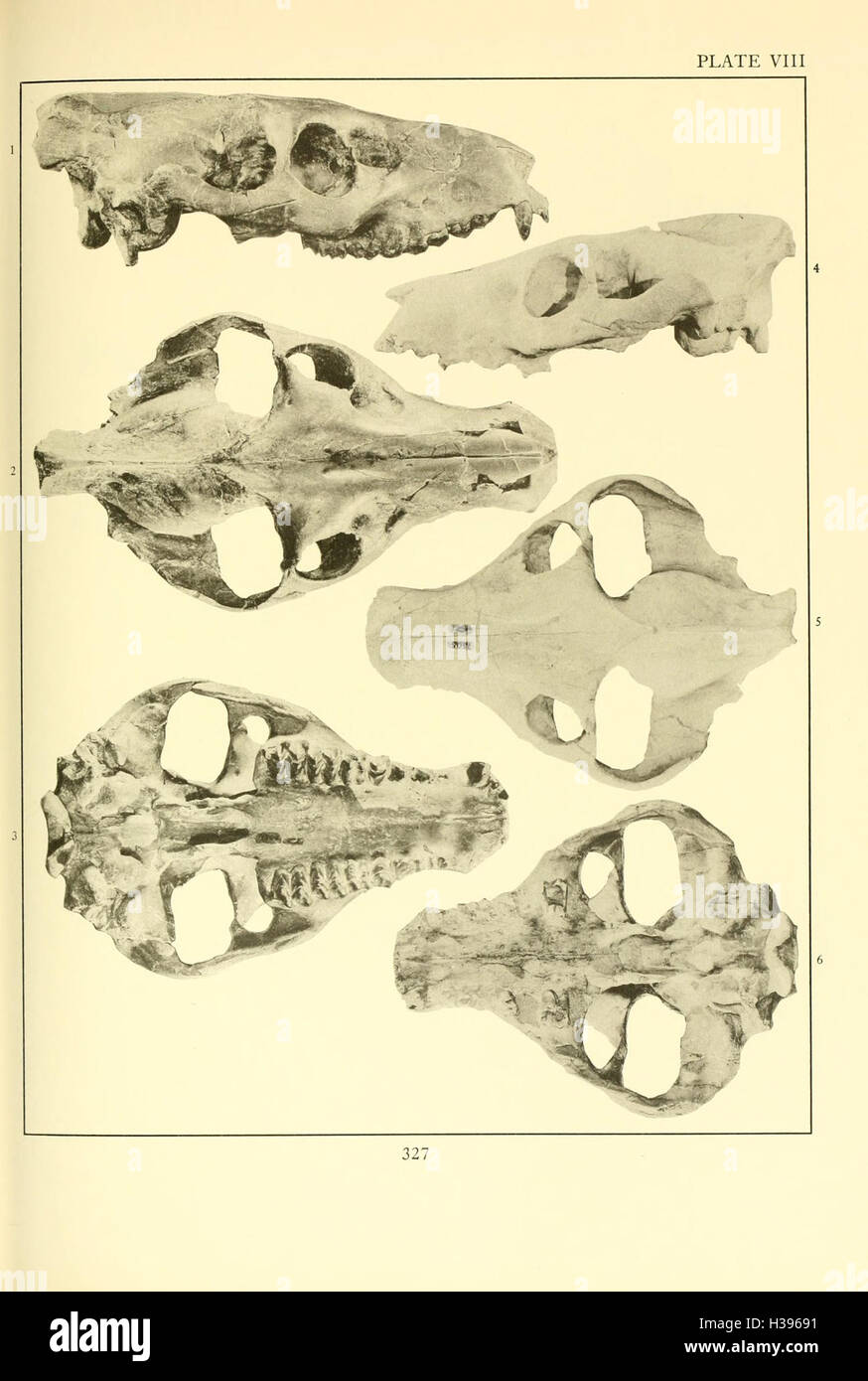 A detailed study on the extinct Merycoidodontidae, a group of ruminant ...
