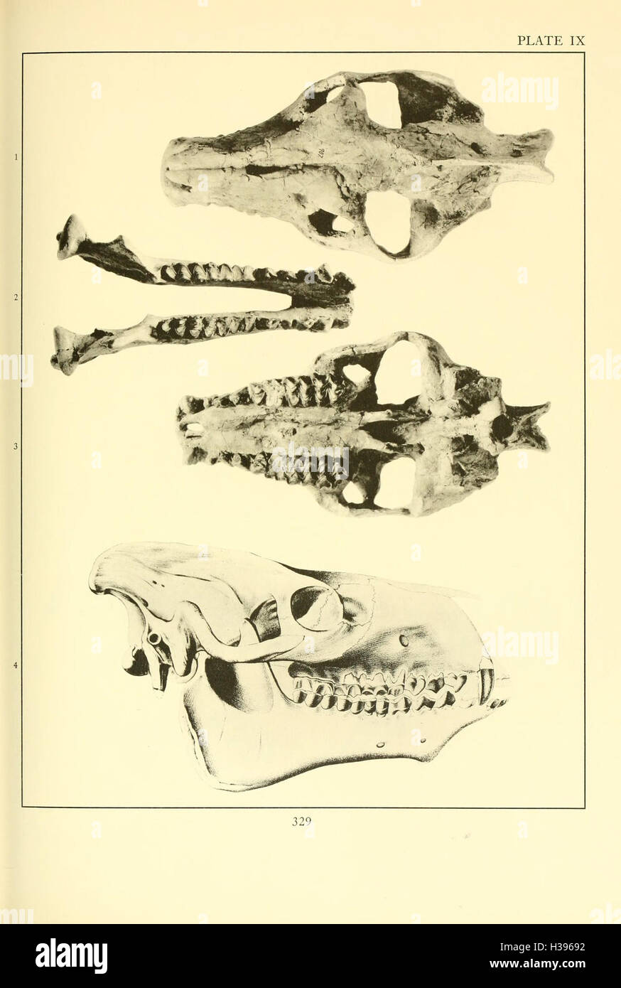The Merycoidodontidae, an extinct group of ruminant mammals (Page 329 ...