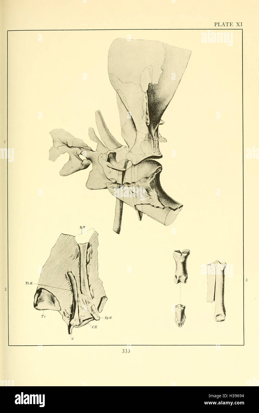 The Merycoidodontidae, an extinct group of ruminant mammals (Page 333 ...