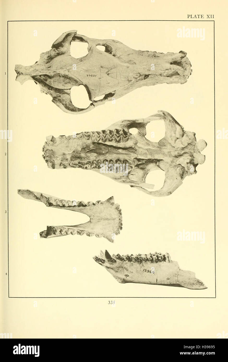This work provides a detailed description of the Merycoidodontidae ...