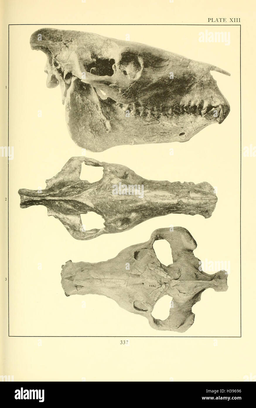 The Merycoidodontidae, an extinct group of ruminant mammals (Page 337 ...