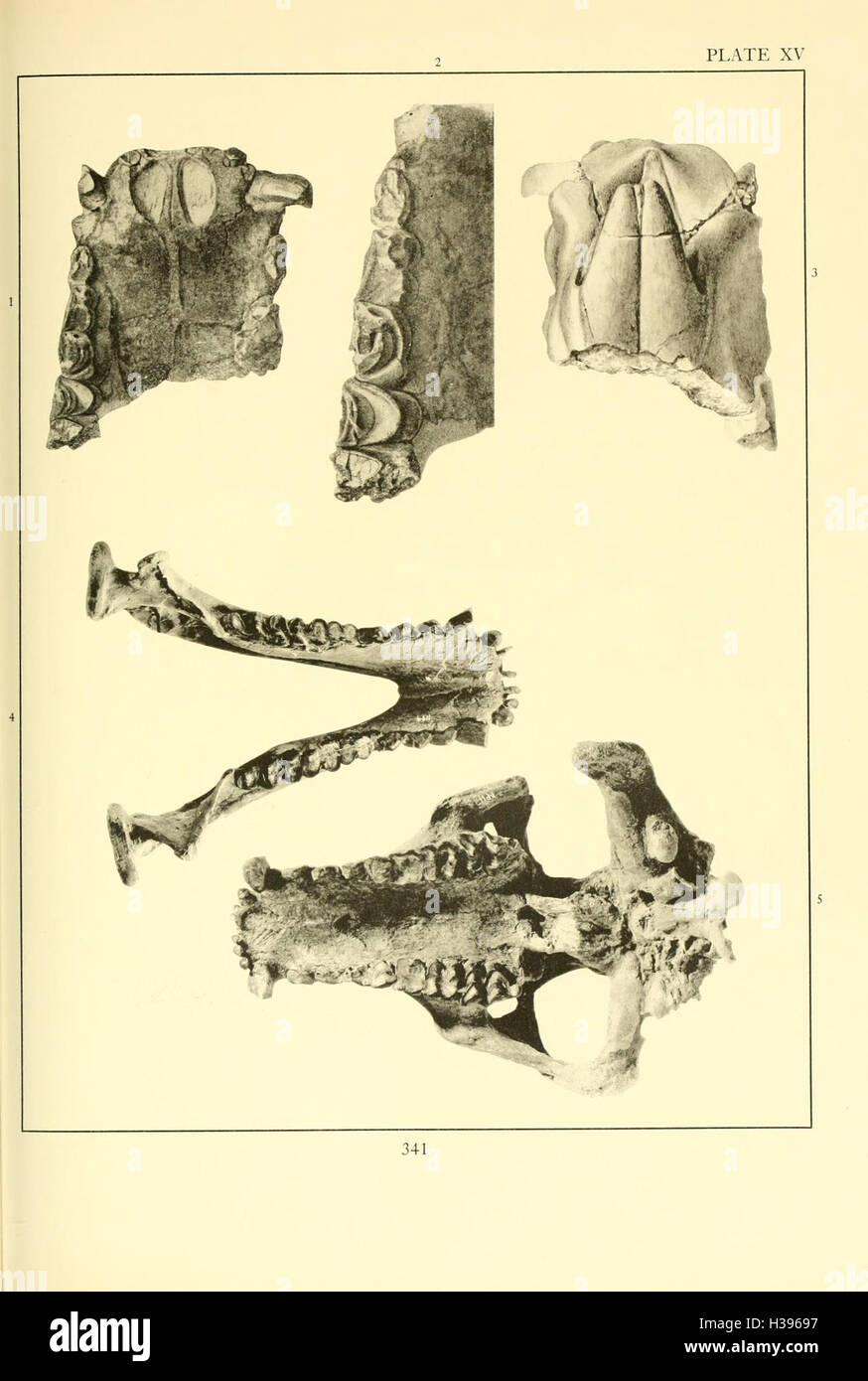 The Merycoidodontidae, an extinct group of ruminant mammals (Page 341 ...