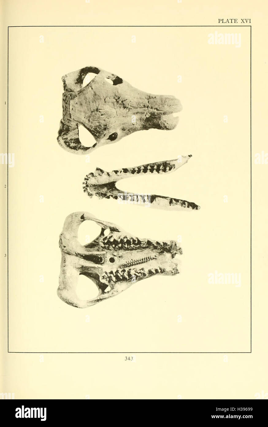 This study details the Merycoidodontidae, an extinct family of ...