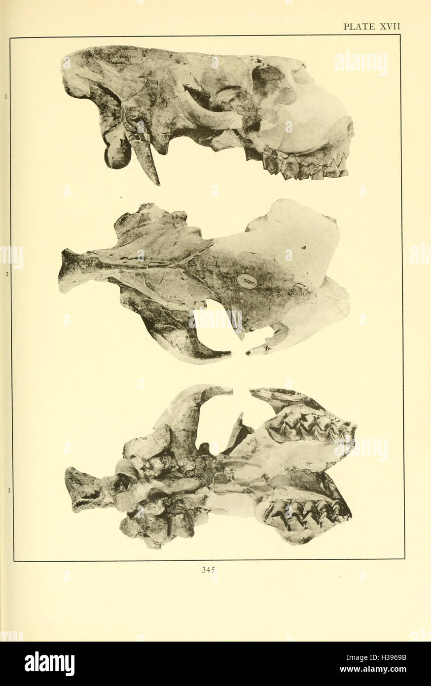 The Merycoidodontidae, an extinct group of ruminant mammals (Page 345 ...