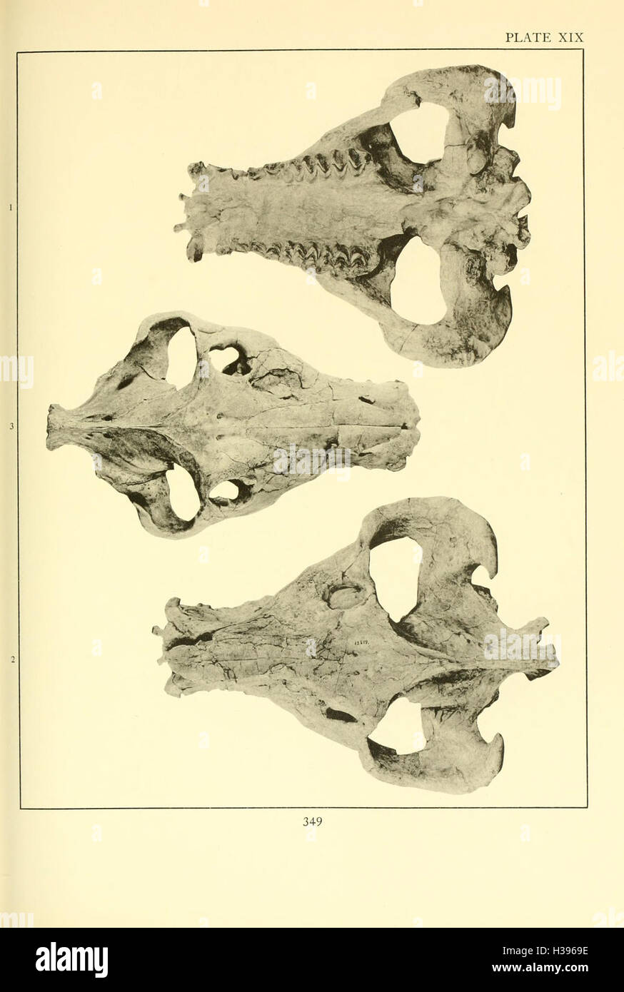 This book examines the Merycoidodontidae family, an extinct group of ...