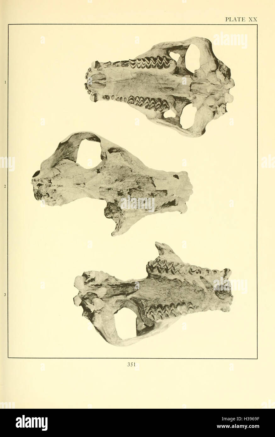 This work focuses on the Merycoidodontidae, an extinct family of ...