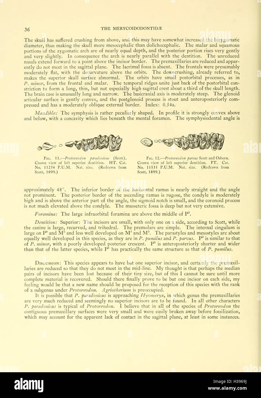 This work focuses on the Merycoidodontidae, an extinct family of ...
