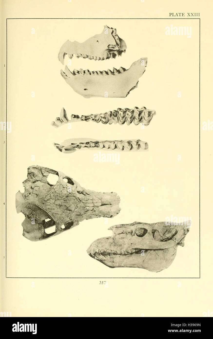 The Merycoidodontidae, an extinct group of ruminant mammals (Page 357 ...