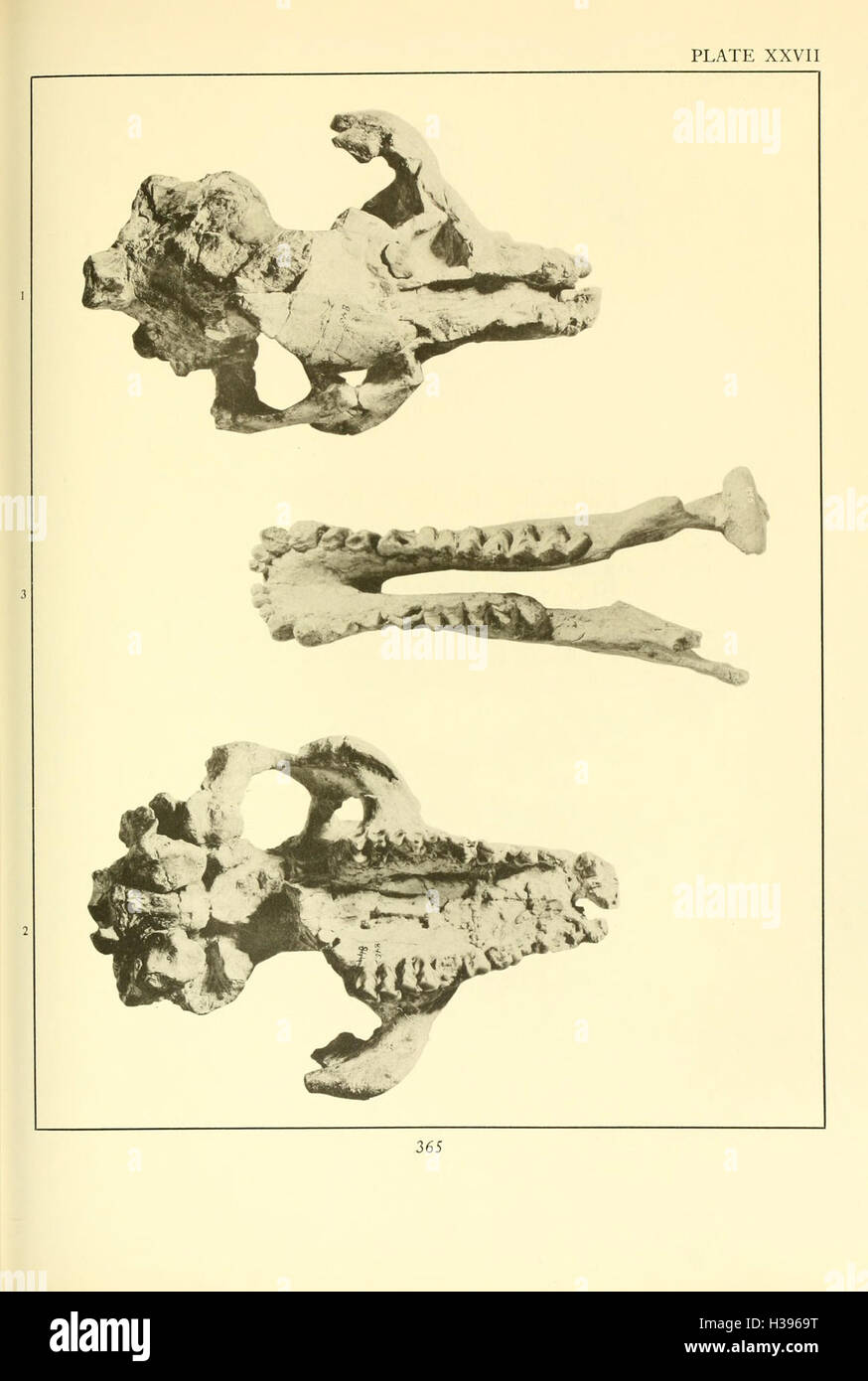 The Merycoidodontidae, an extinct group of ruminant mammals (Page 365 ...