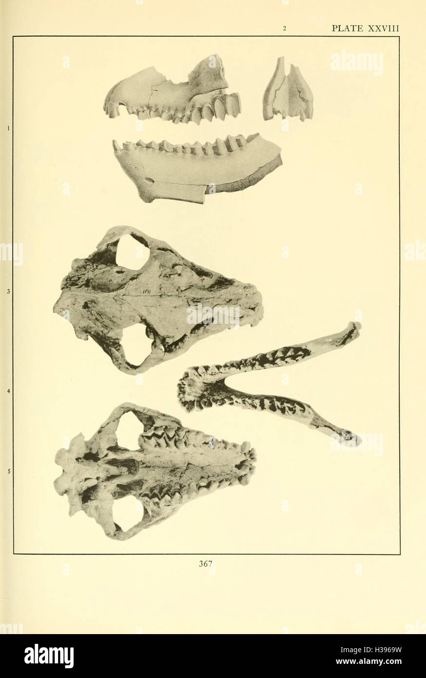 This work examines the Merycoidodontidae, an extinct group of ...