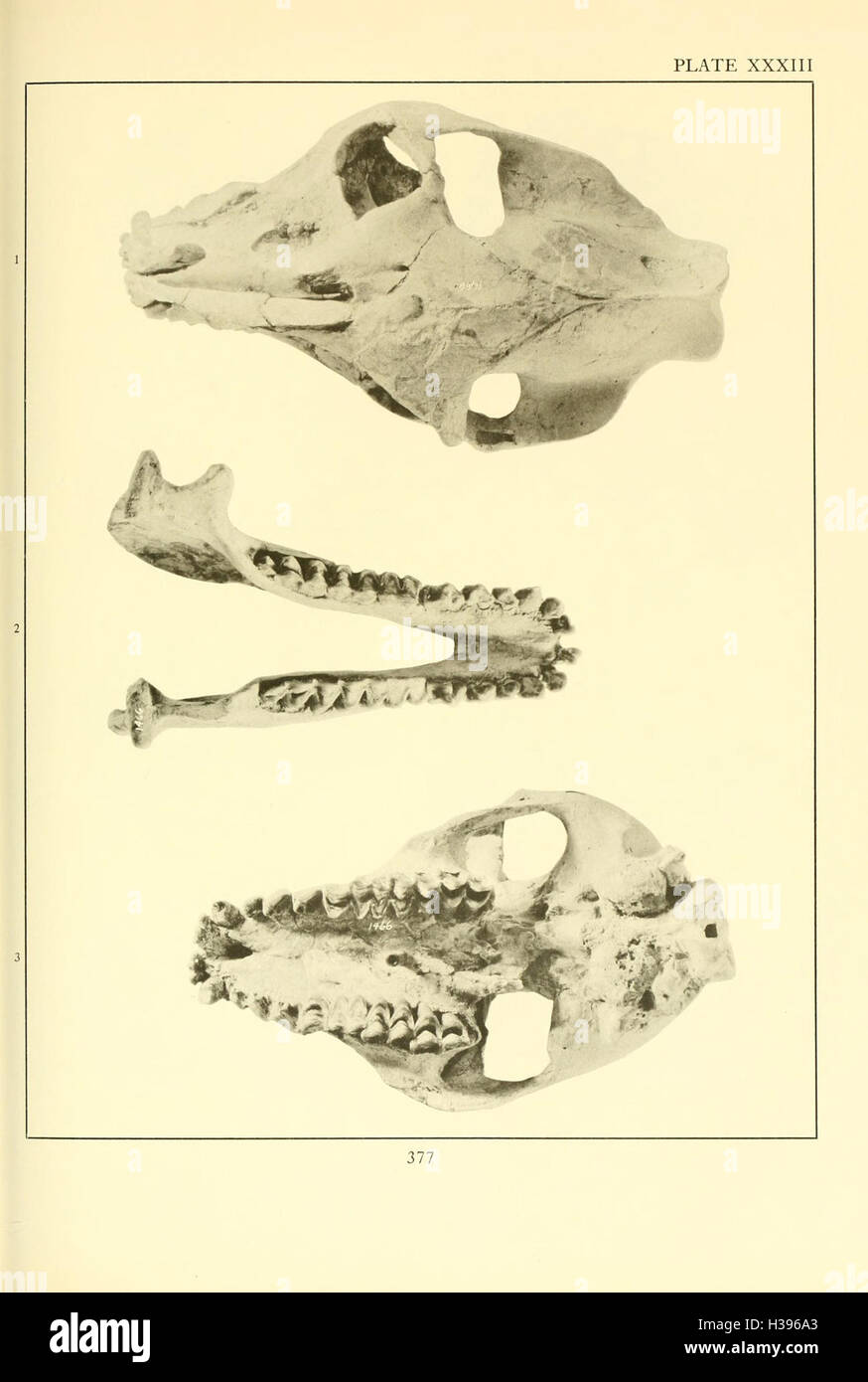 This work focuses on the Merycoidodontidae, an extinct family of ...