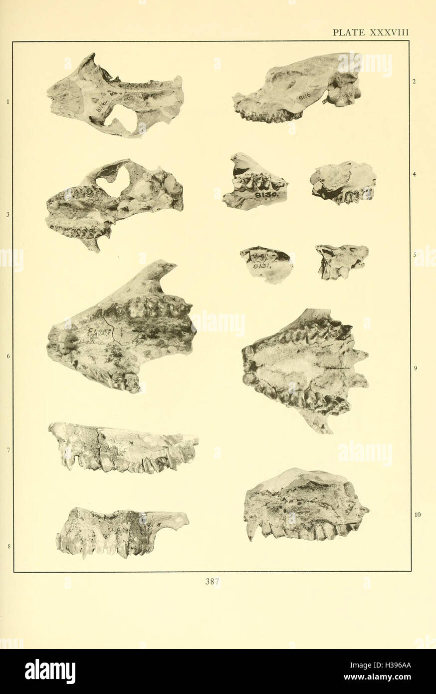 This work focuses on the Merycoidodontidae, an extinct group of ...