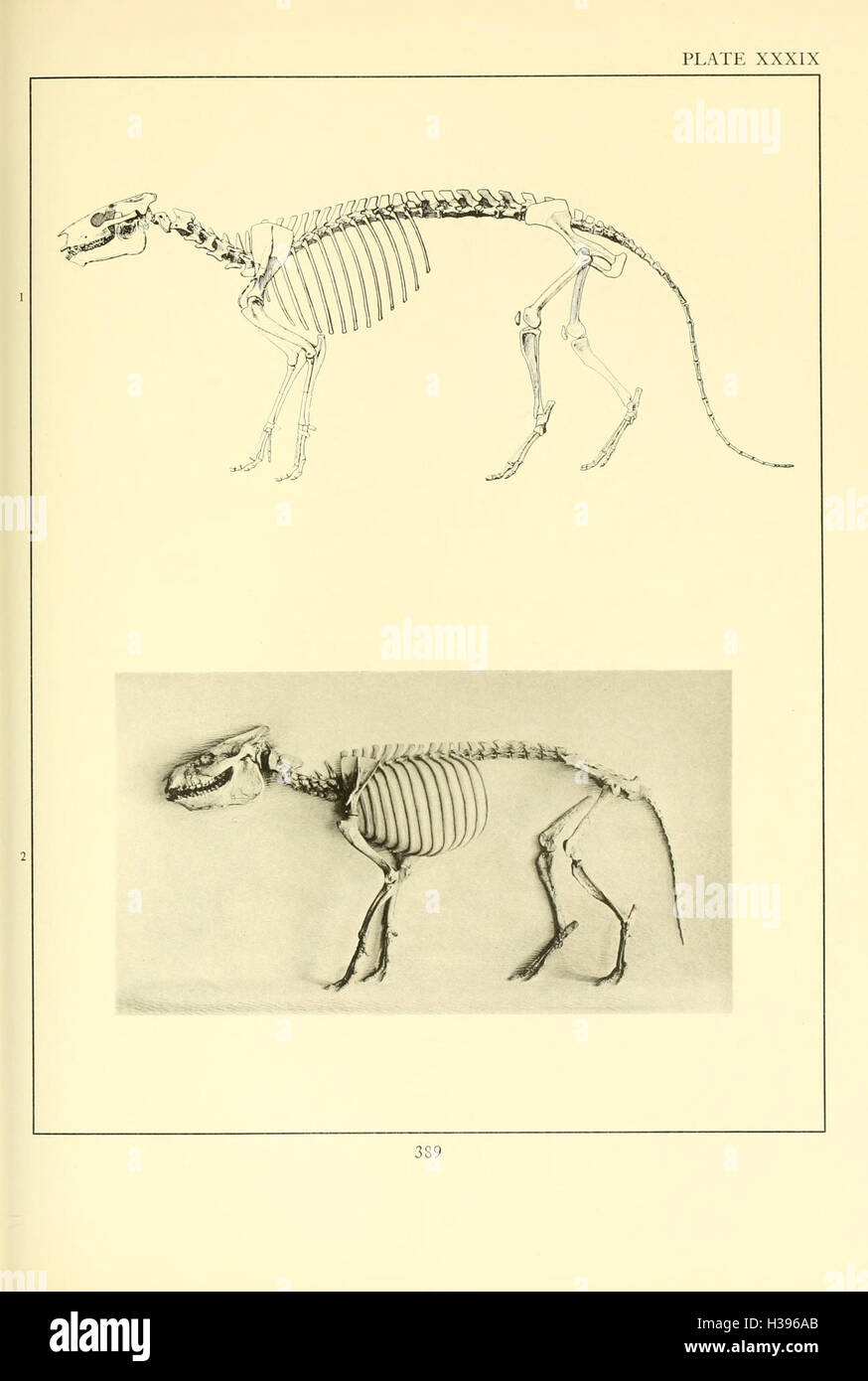 The Merycoidodontidae, an extinct group of ruminant mammals (Page 389 ...