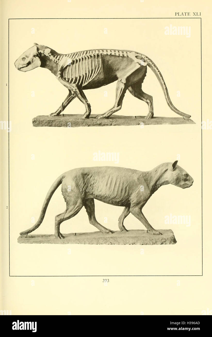 An examination of the Merycoidodontidae, an extinct group of ruminant ...