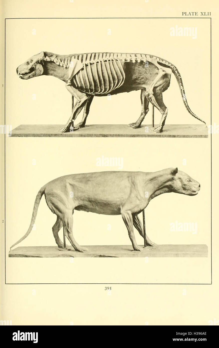 The Merycoidodontidae, an extinct group of ruminant mammals (Page 395 ...