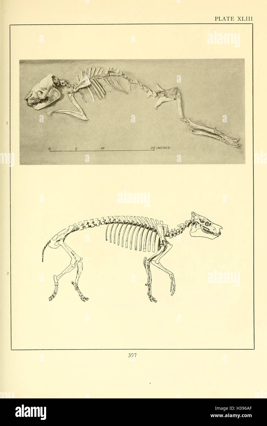 Merycoidodontidae hi-res stock photography and images - Alamy