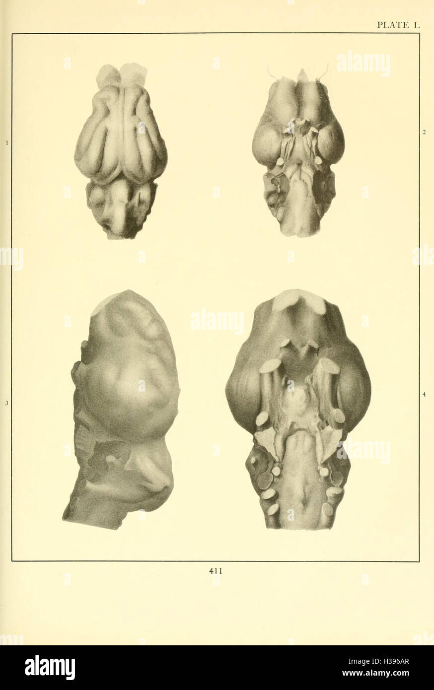 This monograph examines the Merycoidodontidae, an extinct family of ...