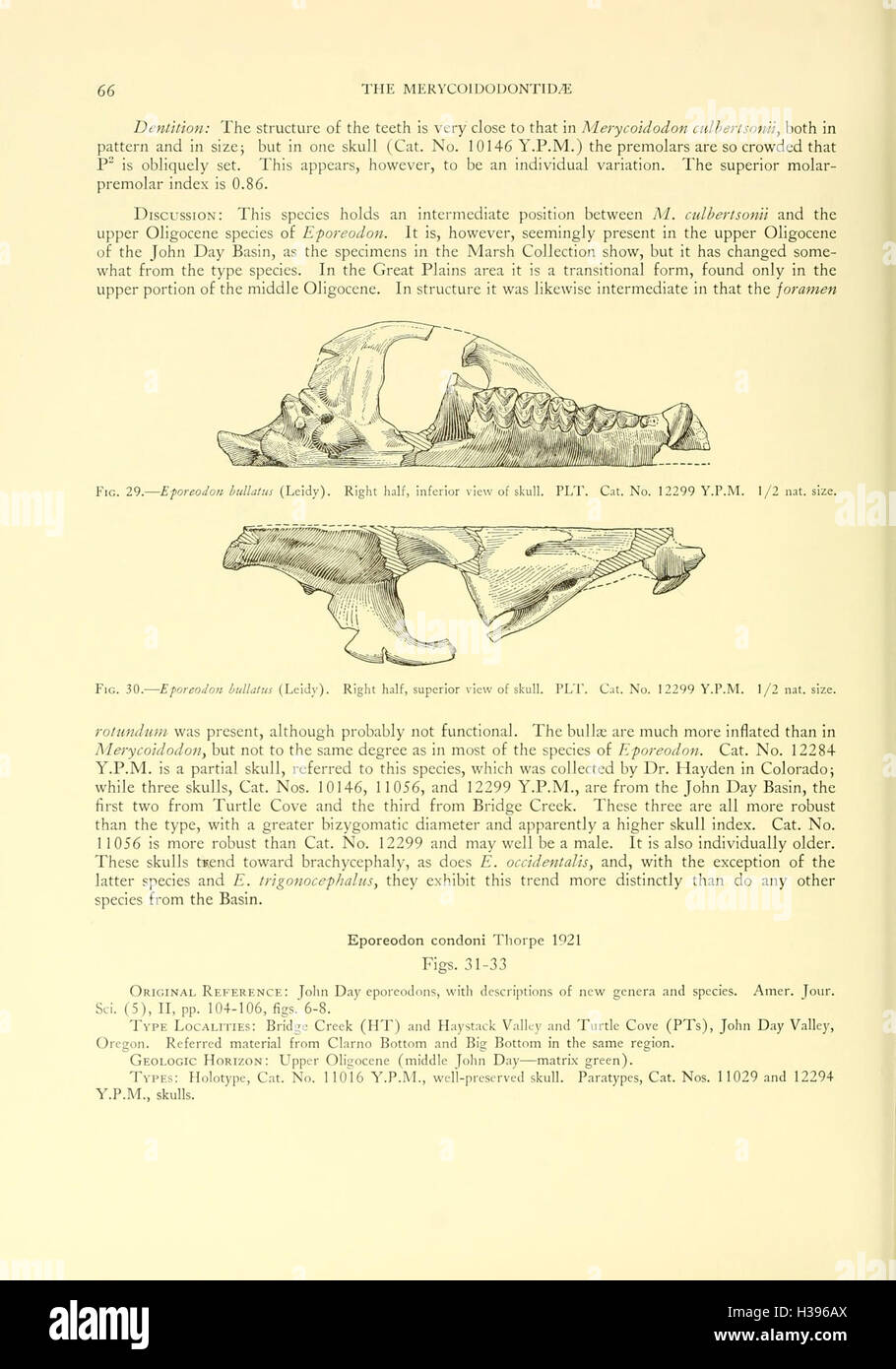 This work details the Merycoidodontidae, an extinct family of ruminant ...