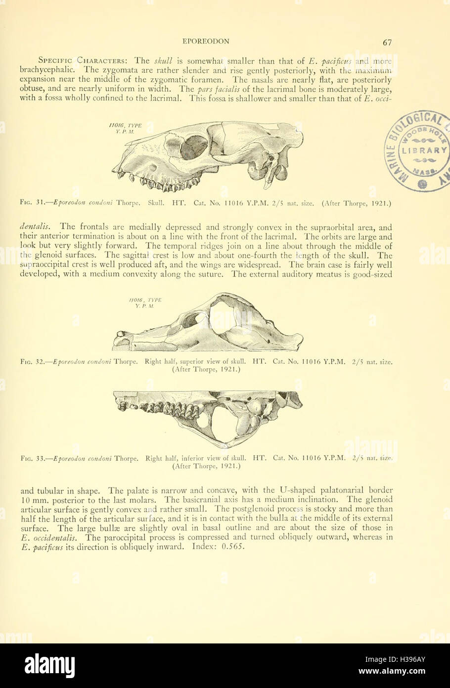 The Merycoidodontidae, an extinct group of ruminant mammals (Page 67 ...