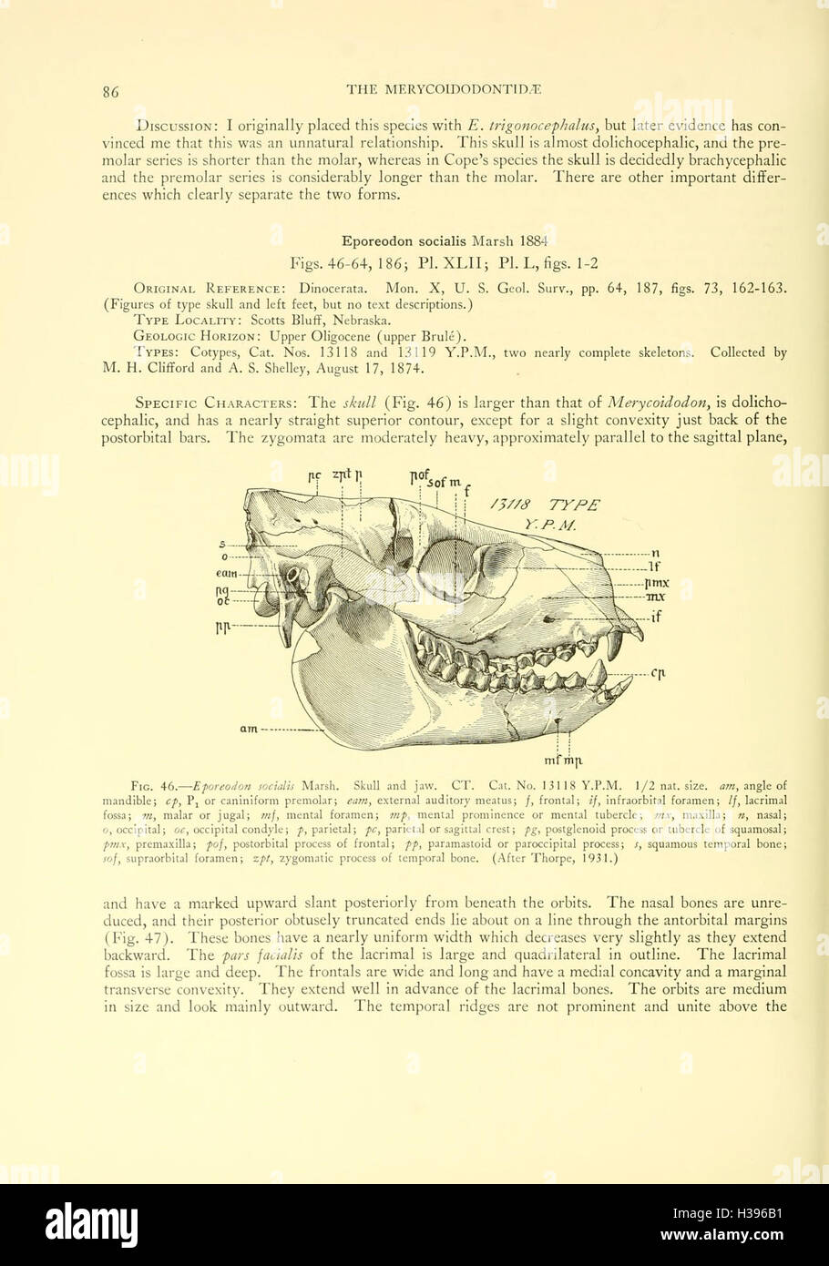 This work examines the Merycoidodontidae family, an extinct group of ...