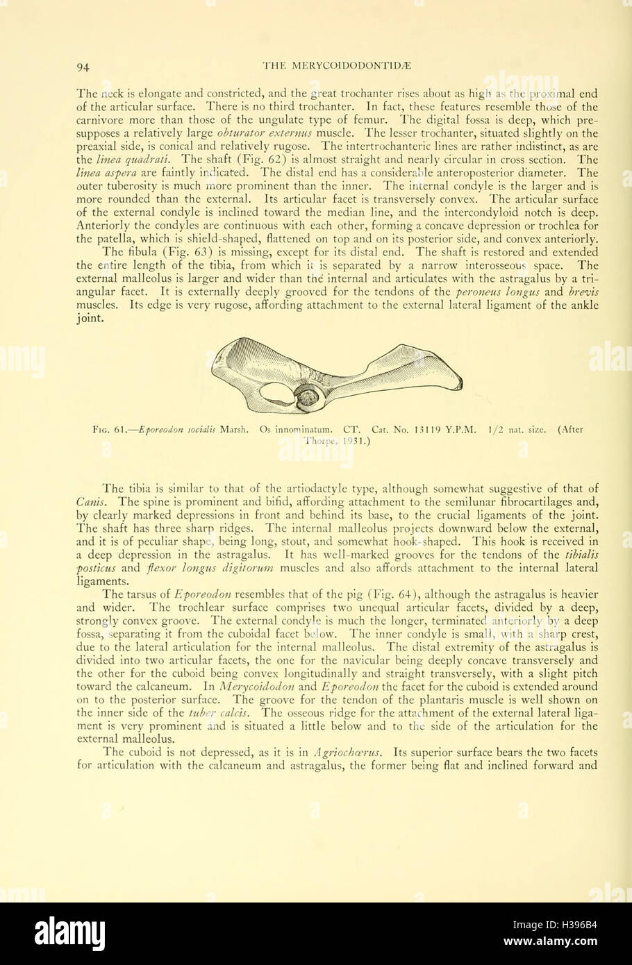 Work discusses extinct prehistoric hi-res stock photography and images ...