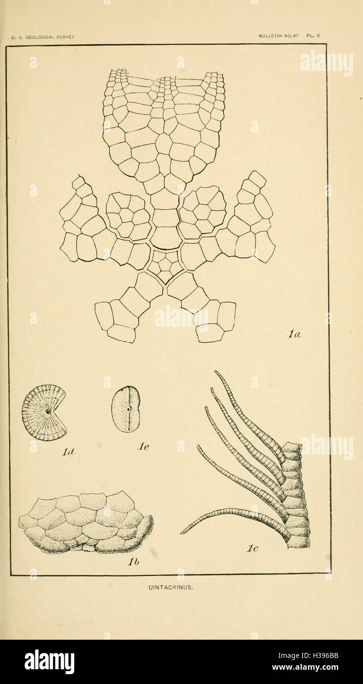 This work examines the echinoderms (marine invertebrates) from the ...