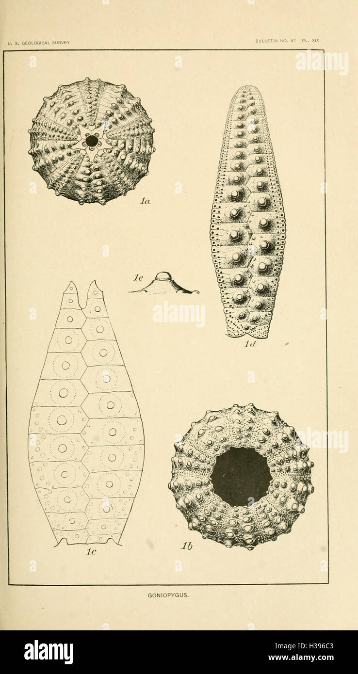 This work provides a detailed study of Mesozoic echinoderms in the ...