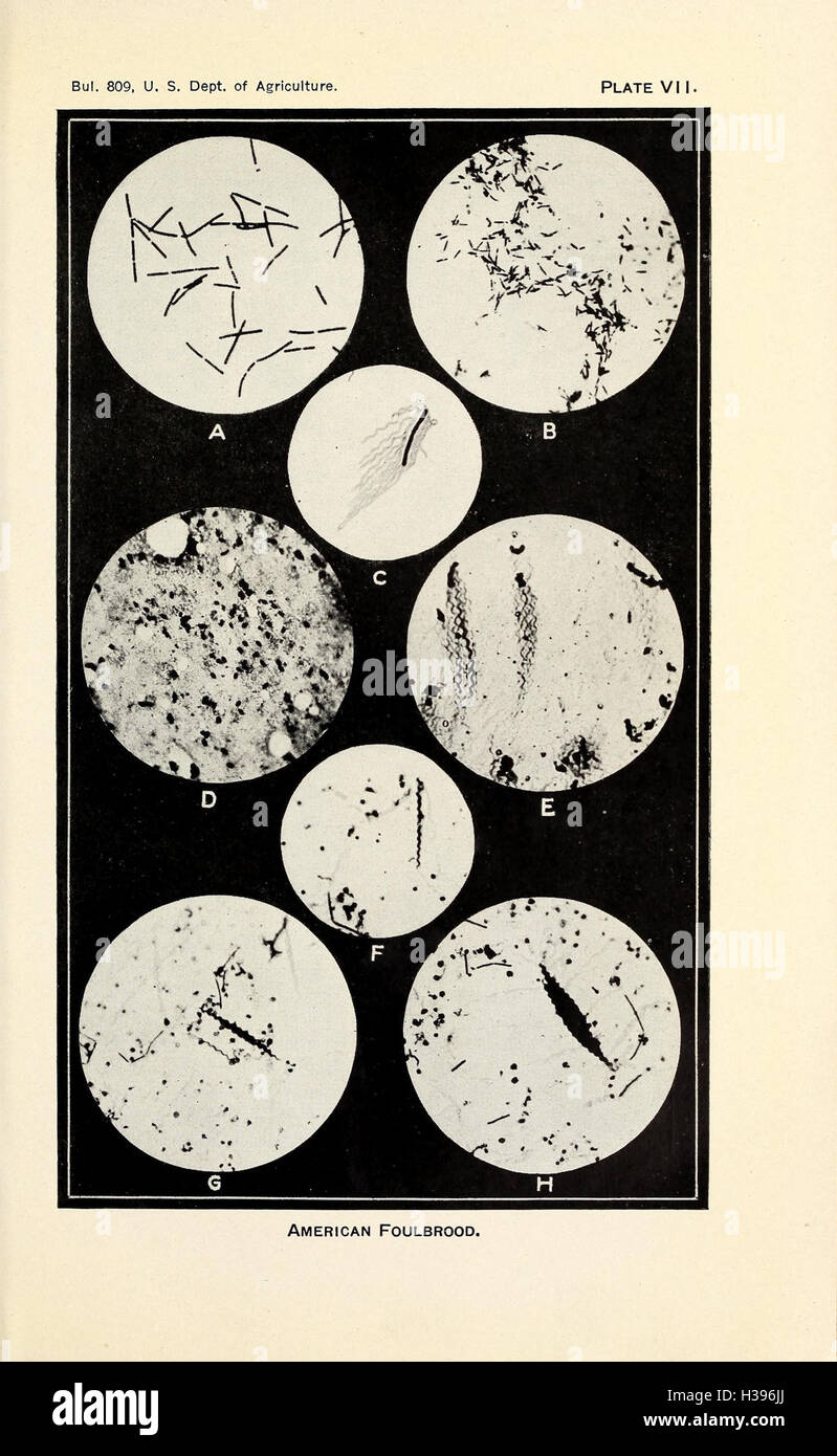 This work focuses on the study of American foulbrood, a serious ...