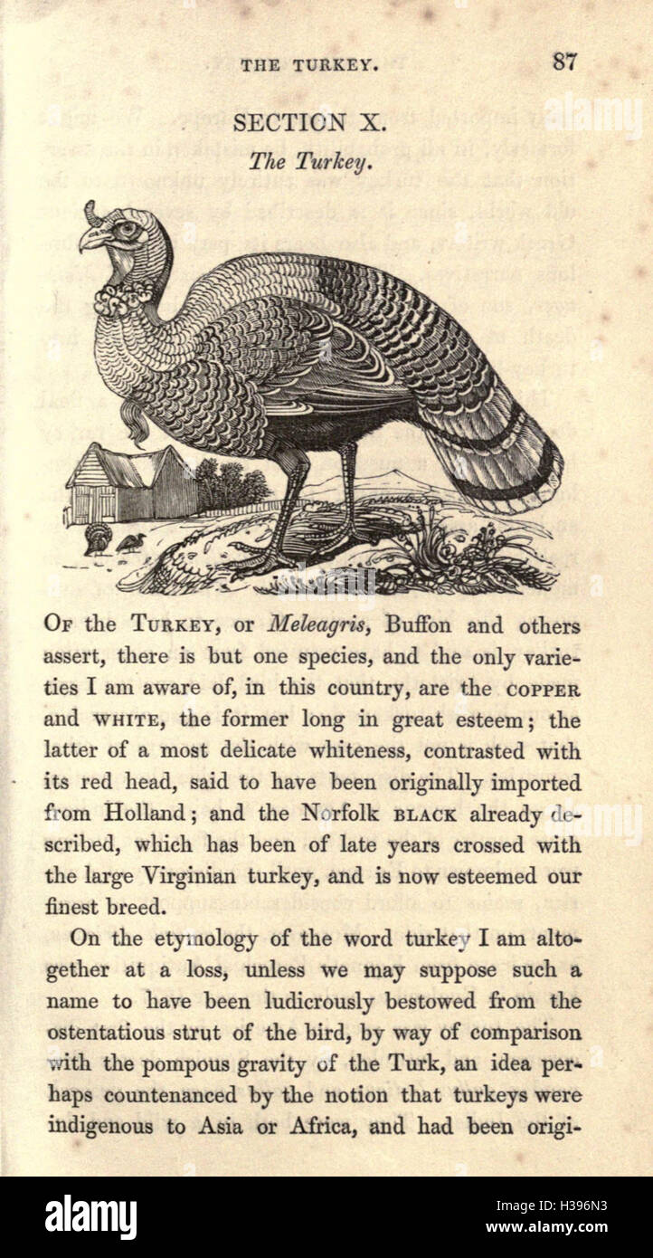 Pheasant rearing hi-res stock photography and images - Alamy