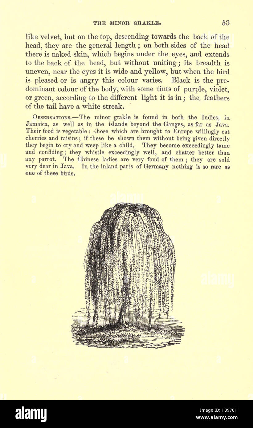 A section of a work on the natural history of cage birds, exploring ...