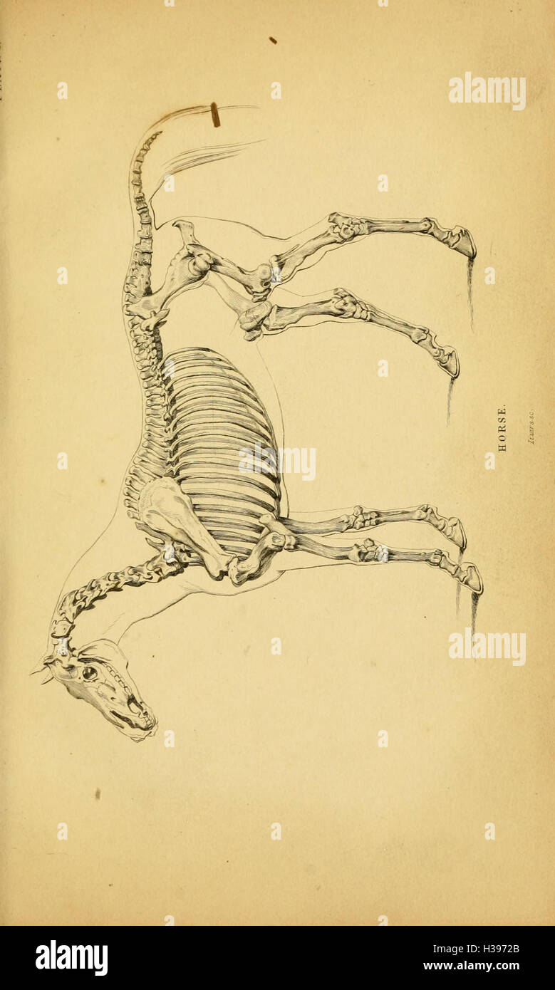 This work explores the natural history of horses, highlighting their ...