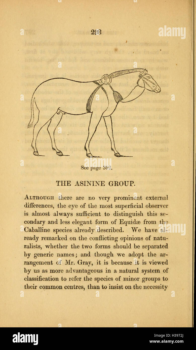 History of horses hi-res stock photography and images - Alamy